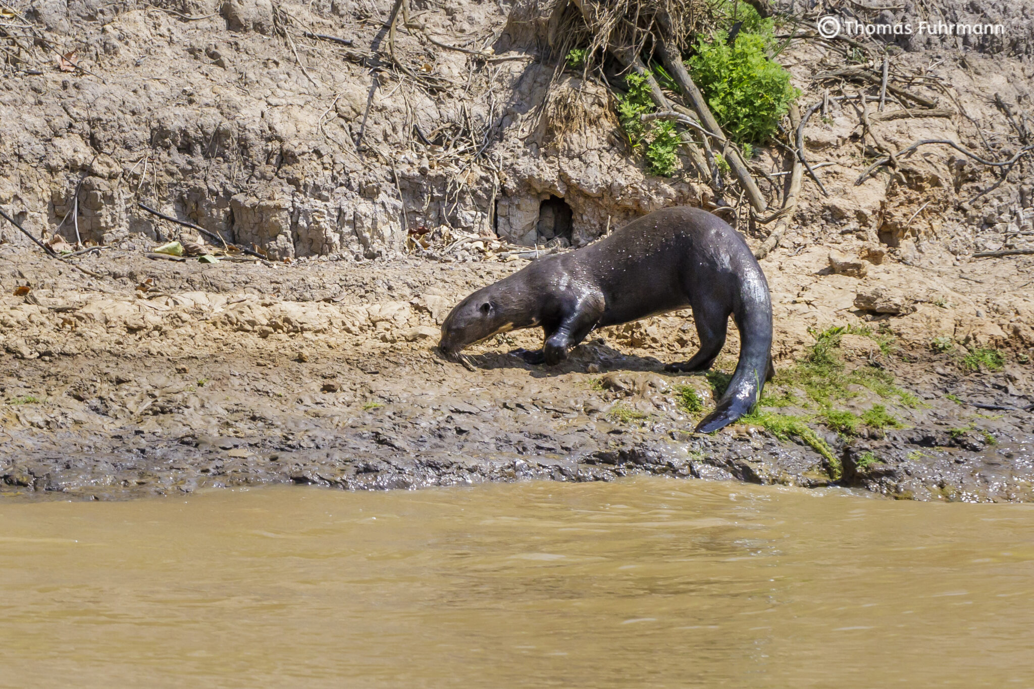The Giant Otter - Projeto Ariranhas