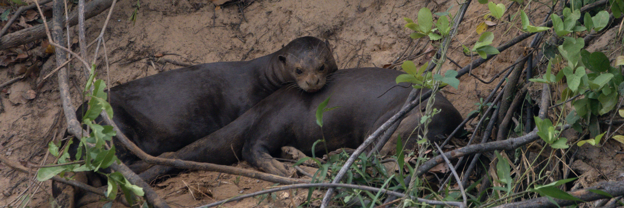 The Giant Otter Project contributes to international publication that ...